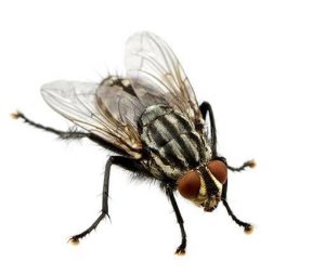 Small Fly Identification – Reliable Pest Control